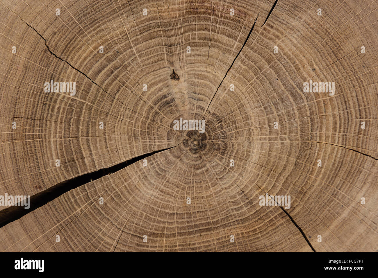 Circular sawed wood detailed background Stock Photo - Alamy