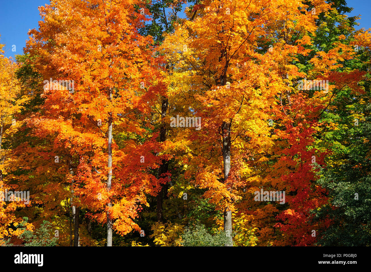 Liquid amber tree leaves hi-res stock photography and images - Alamy