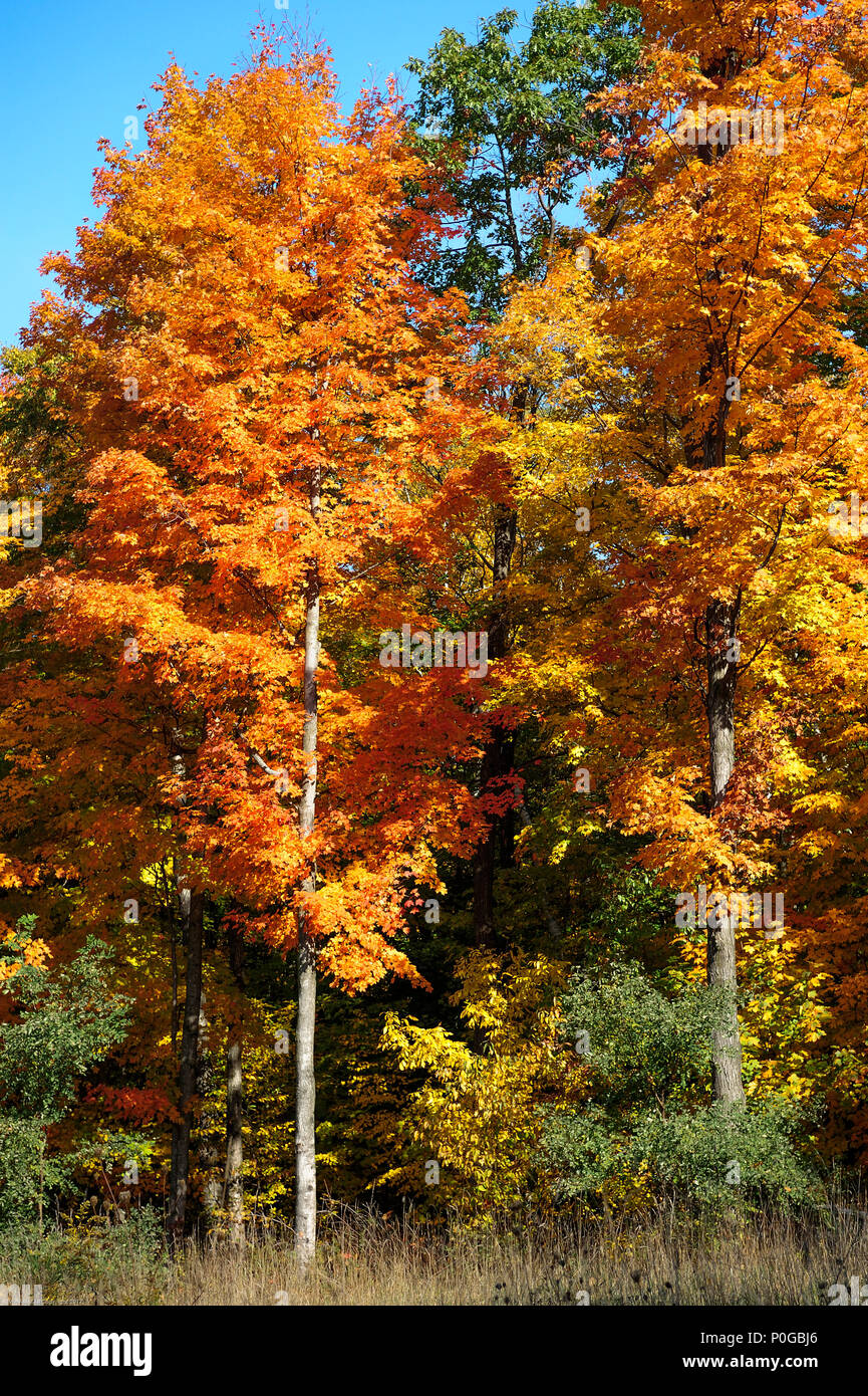 Rich fall colors hi-res stock photography and images - Alamy