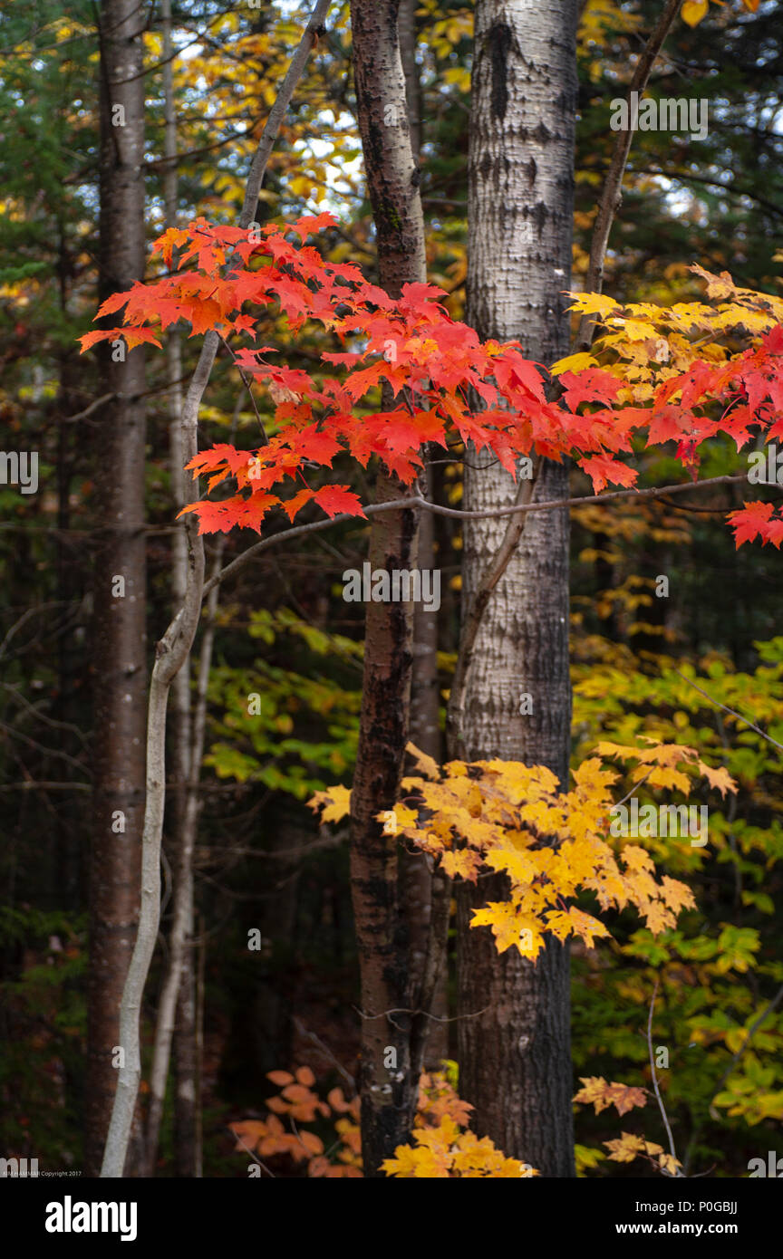 Autumn colors in vermont hi-res stock photography and images - Alamy