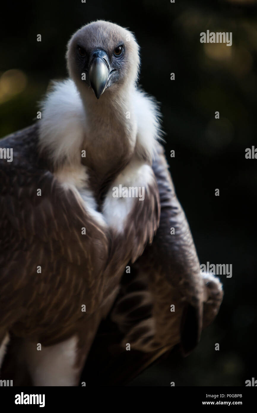 Vulture look hi-res stock photography and images - Alamy