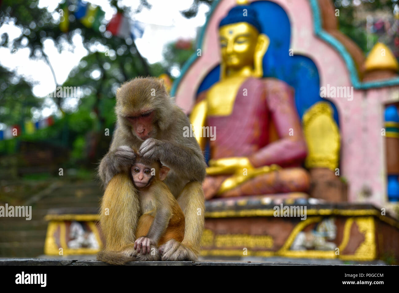 Monkeys at Swayambhu, Monkey Temple, in Kathmandu, Nepal Stock Photo ...