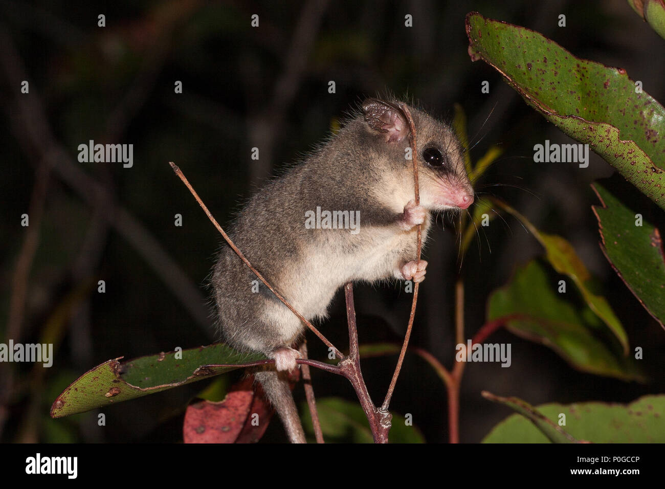 Eastern Pygmy Possum
