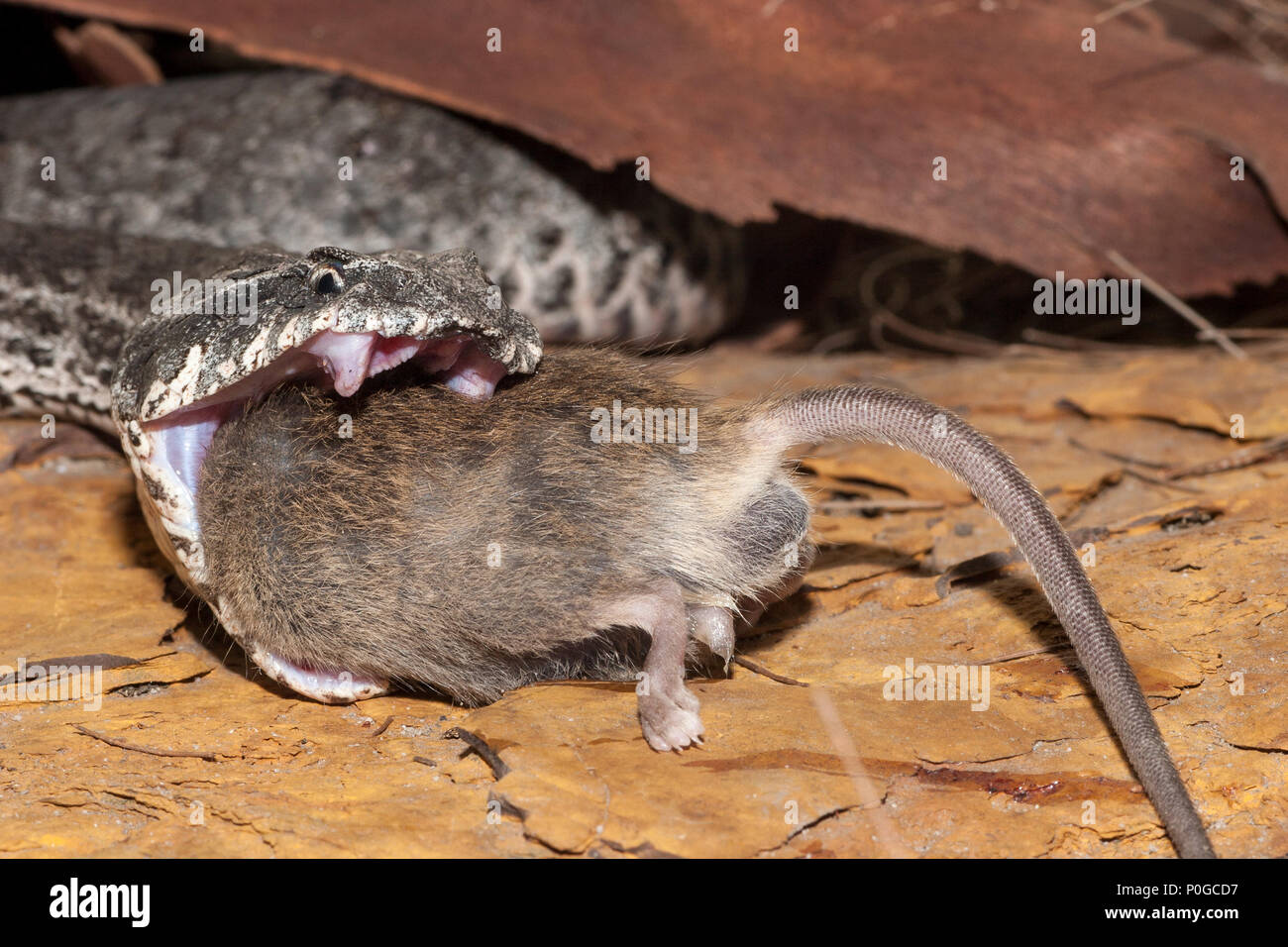Death Adder feeding Stock Photo - Alamy