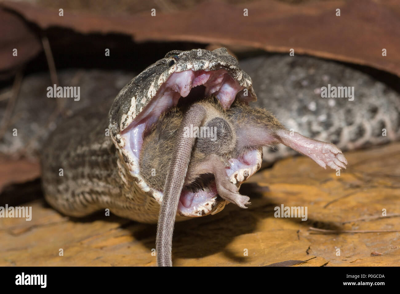 Death Adder feeding Stock Photo - Alamy