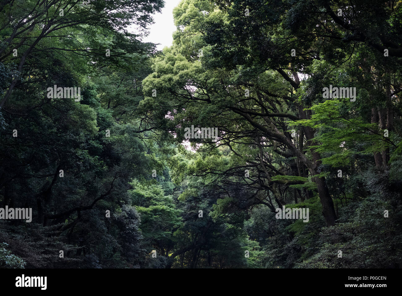 Forest canopy of Yoyogi Park, Tokyo, Japan Stock Photo - Alamy