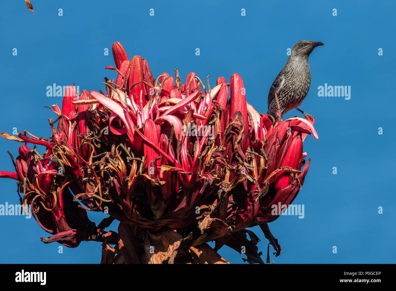 Wattle bird hi-res stock photography and images - Alamy