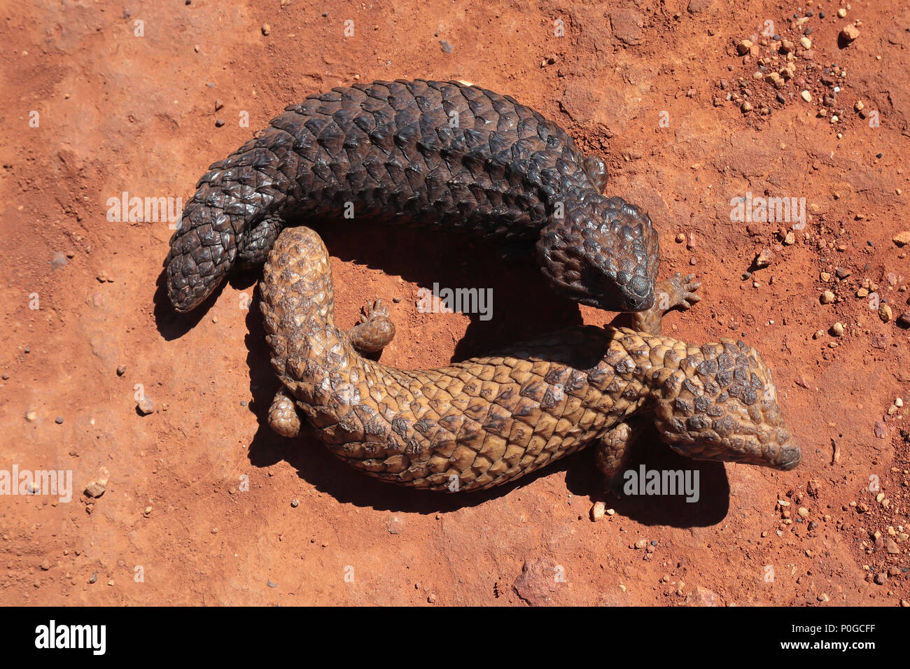 Shingle back lizard hi-res stock photography and images - Alamy