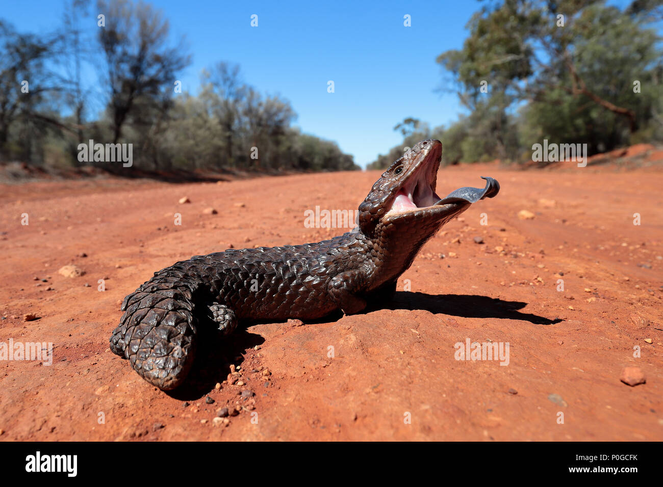 Shingle back lizard hi-res stock photography and images - Alamy