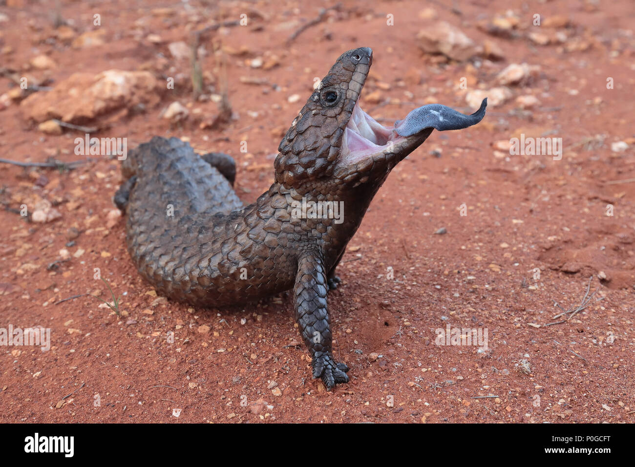Shingle back lizard hi-res stock photography and images - Alamy