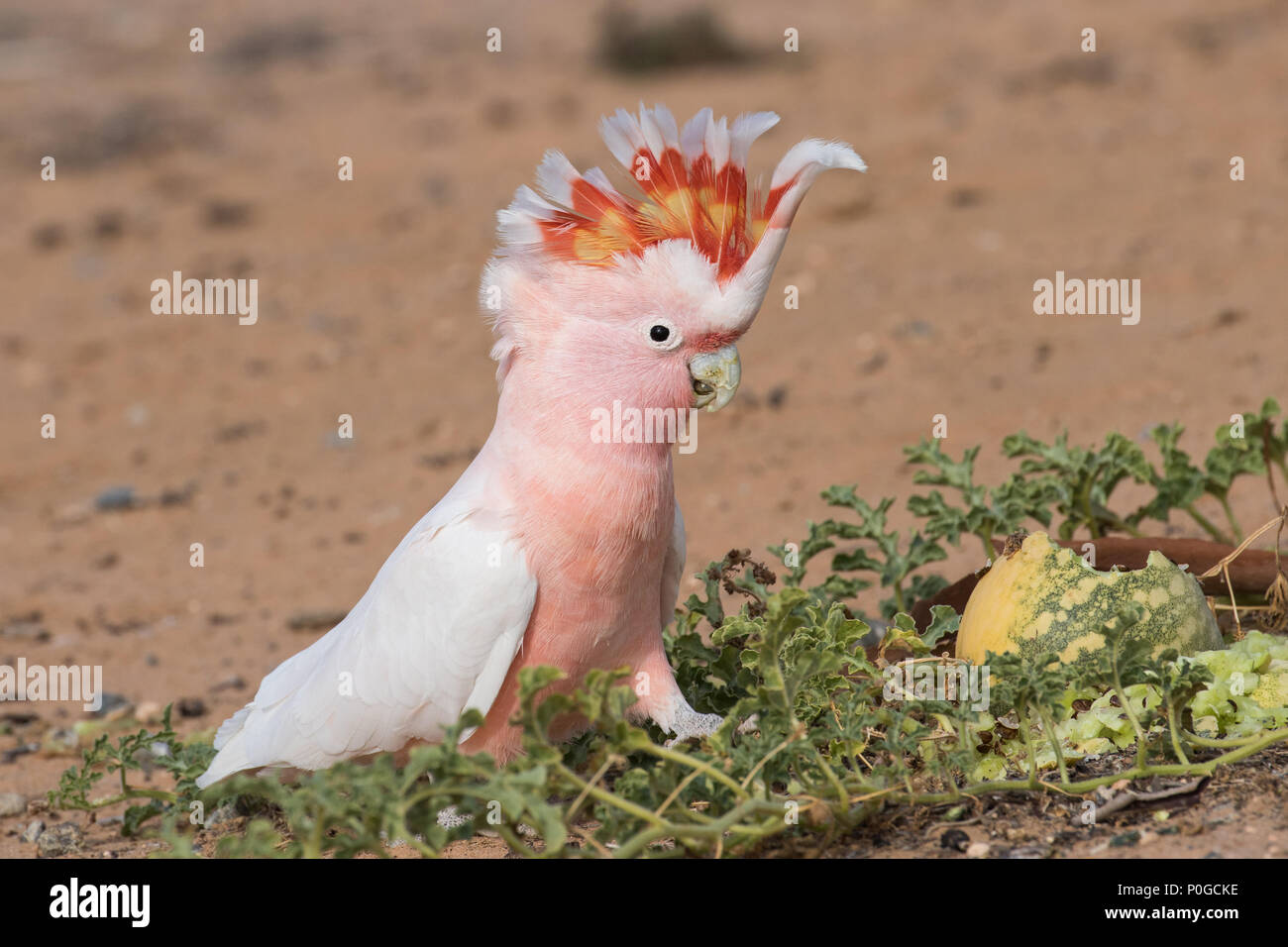 Major mitchell cockatoo hi-res stock photography and images - Alamy