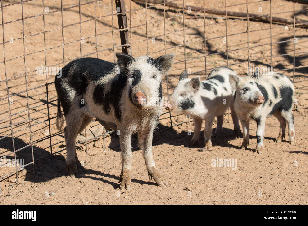 Feral pigs australia hi-res stock photography and images - Alamy