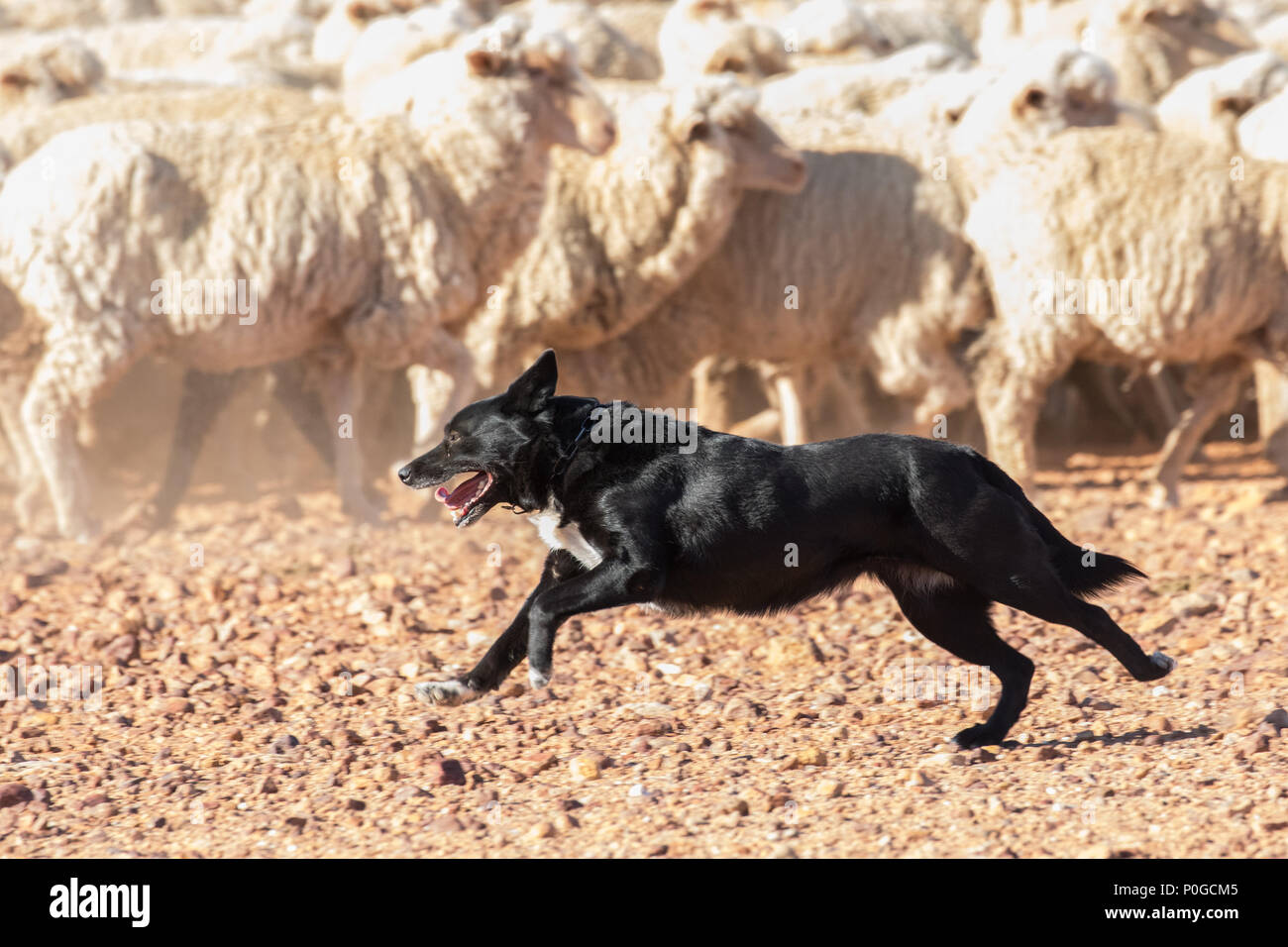 Sheep hearding dog hi-res stock photography and images - Alamy