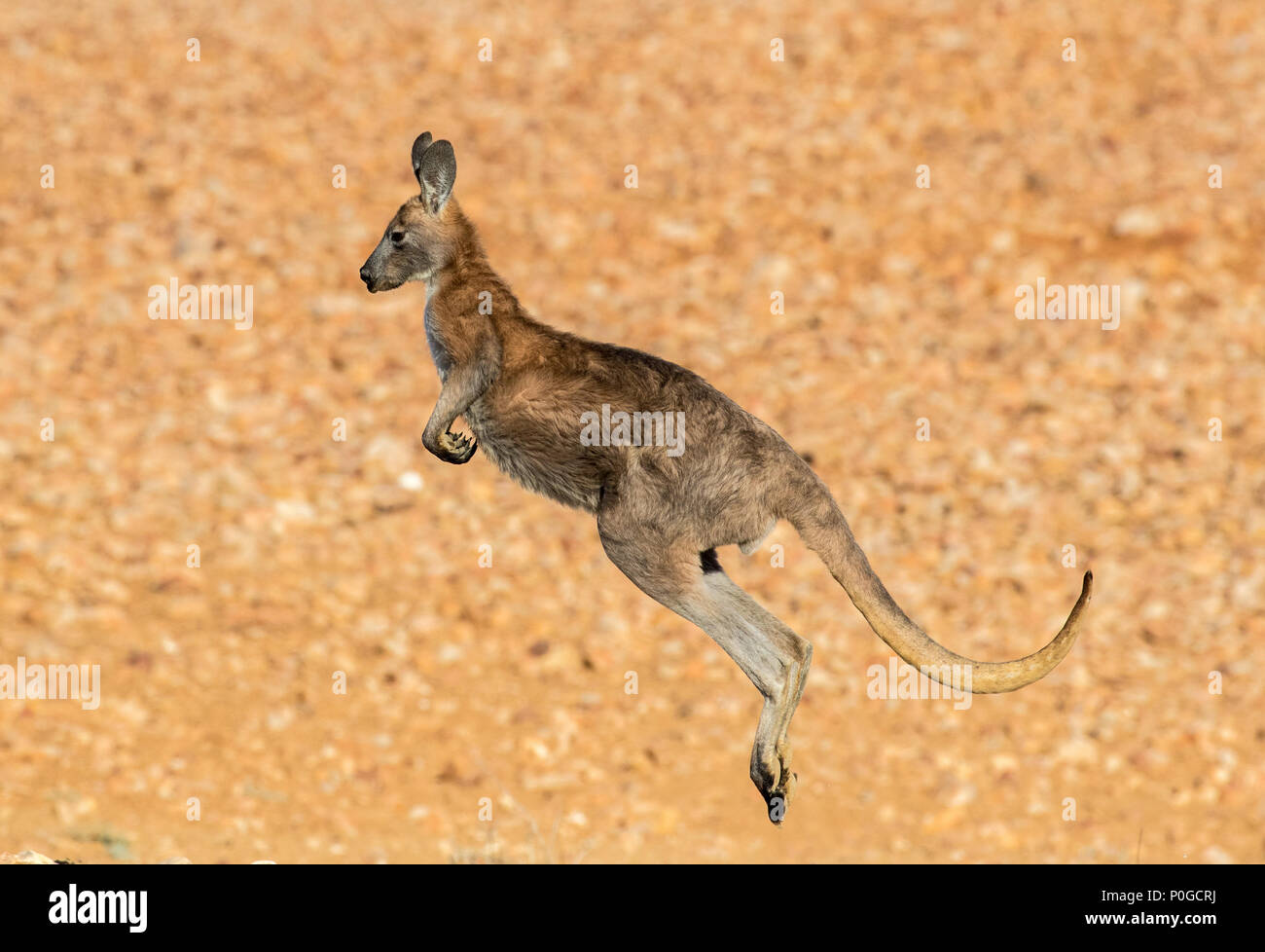 Macropus robustus euro wallaroo hi-res stock photography and images - Alamy