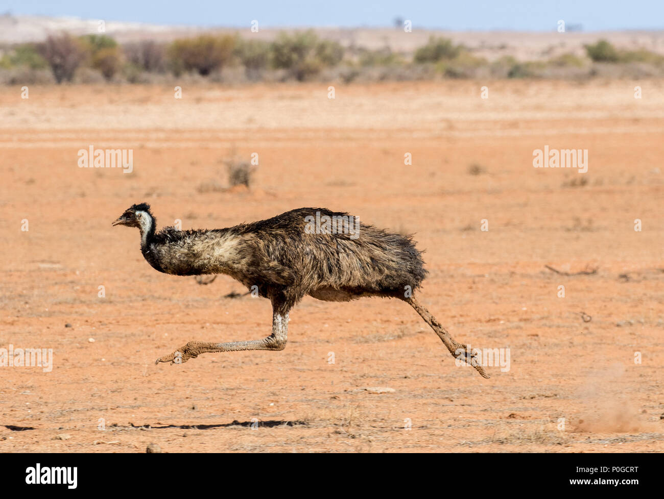 Emu running hi-res stock photography and images - Alamy