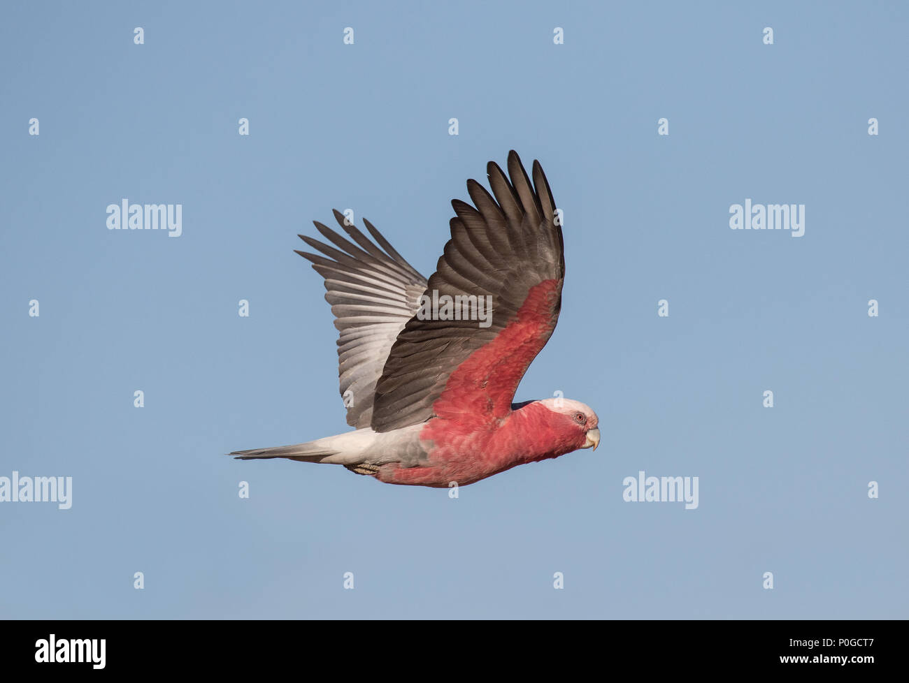 Galah In Flight High Resolution Stock Photography and Images - Alamy