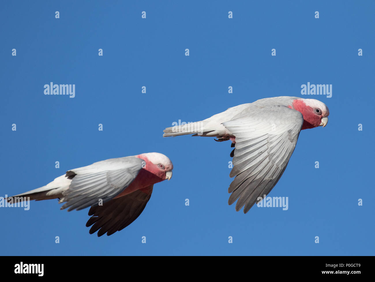 Galah in flight hi-res stock photography and images - Alamy