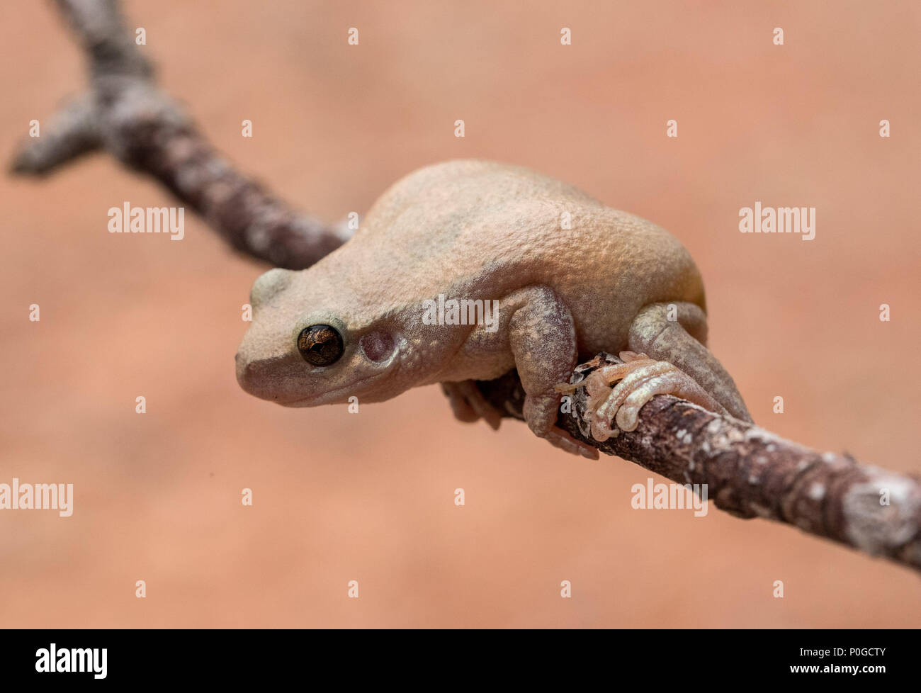 Desert Tree Frog Stock Photo - Alamy