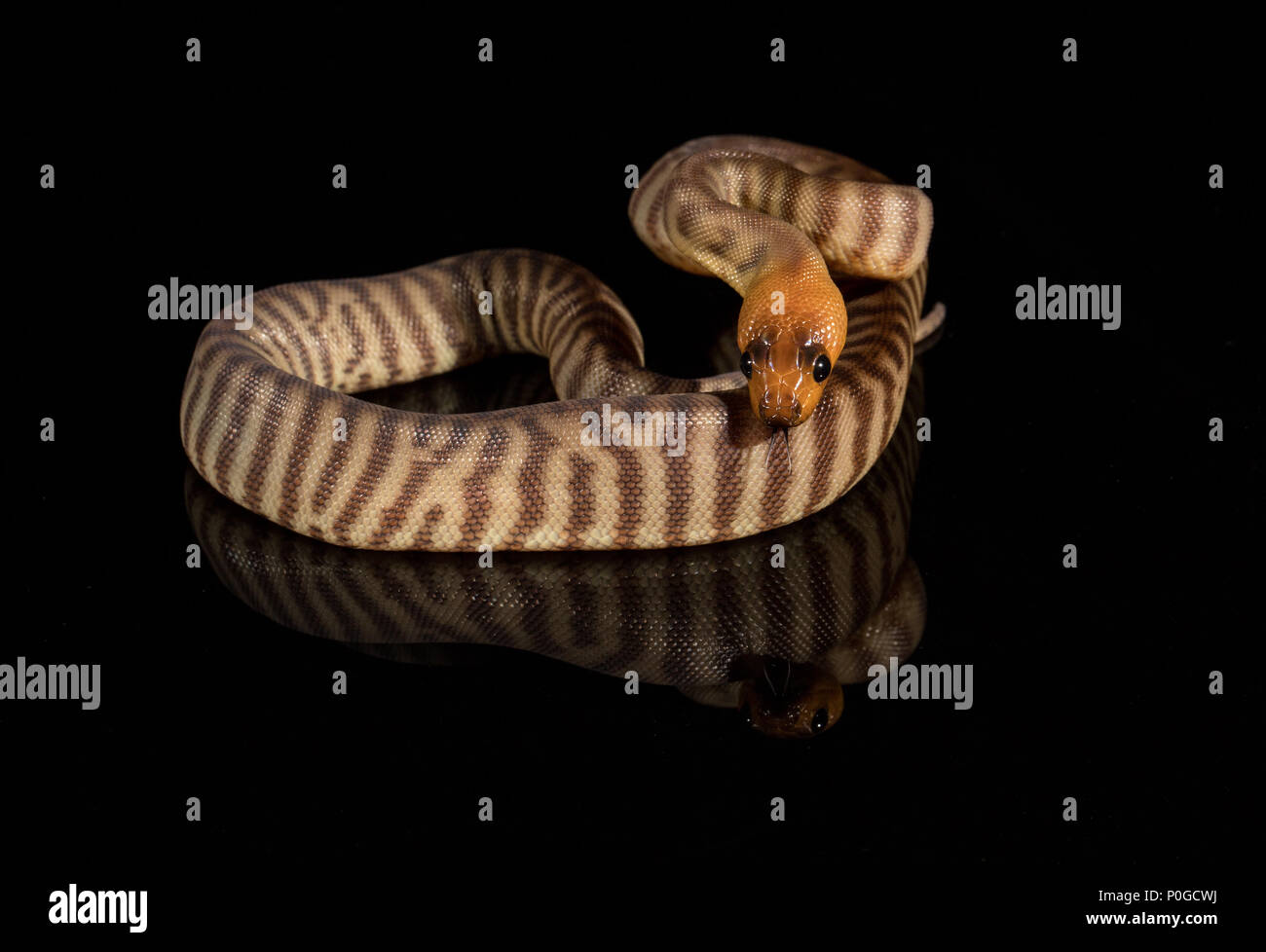 Woma python hi-res stock photography and images - Alamy
