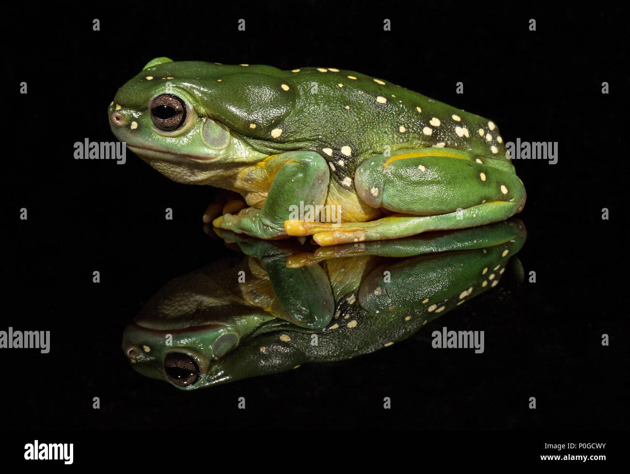Magnificent Tree Frog Stock Photo - Alamy