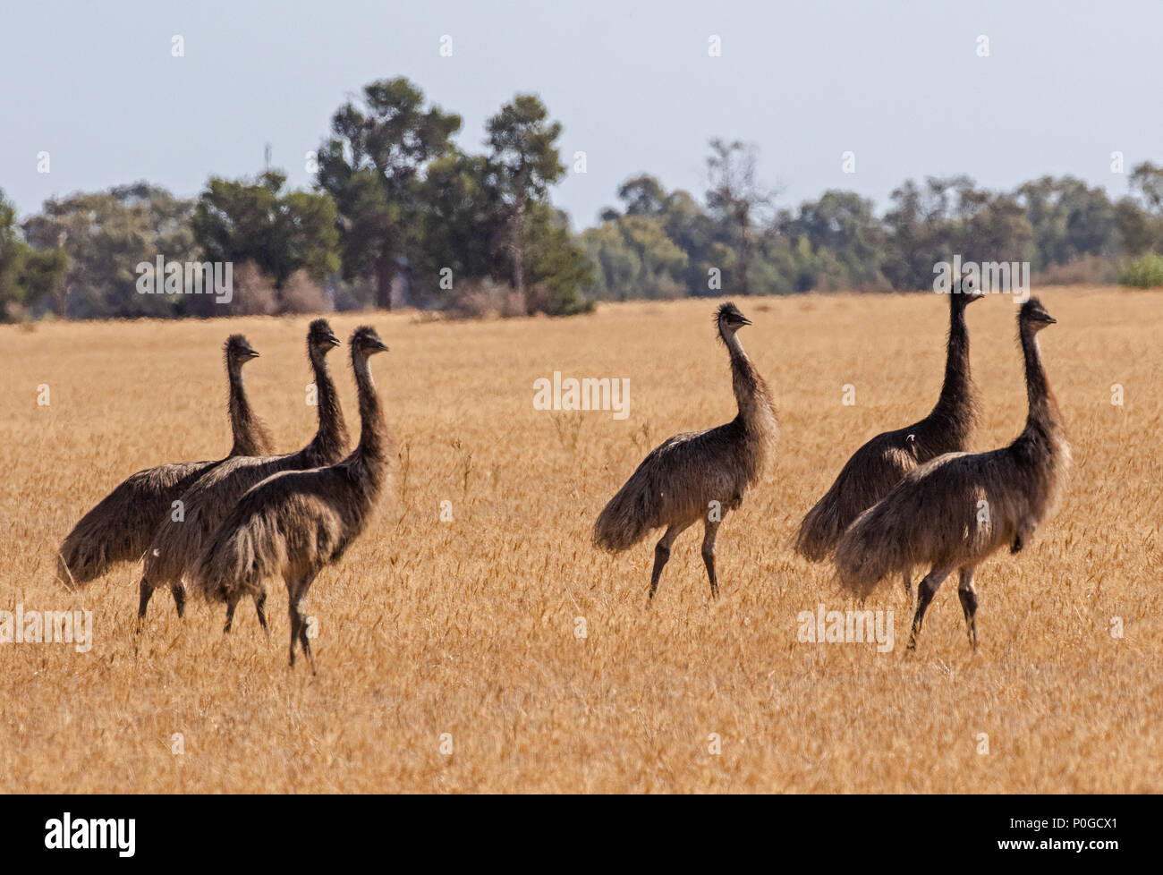 Flock of emu hi-res stock photography and images - Alamy