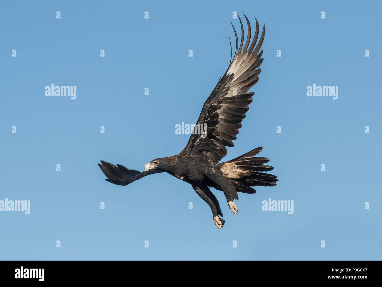 Wedge tailed eagle hi-res stock photography and images - Alamy