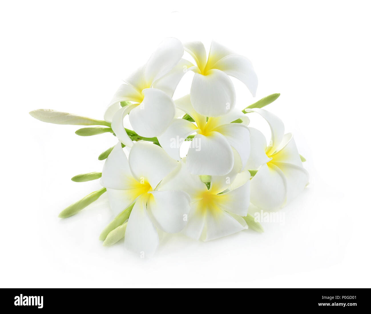 Frangipani flower isolated on white Stock Photo - Alamy