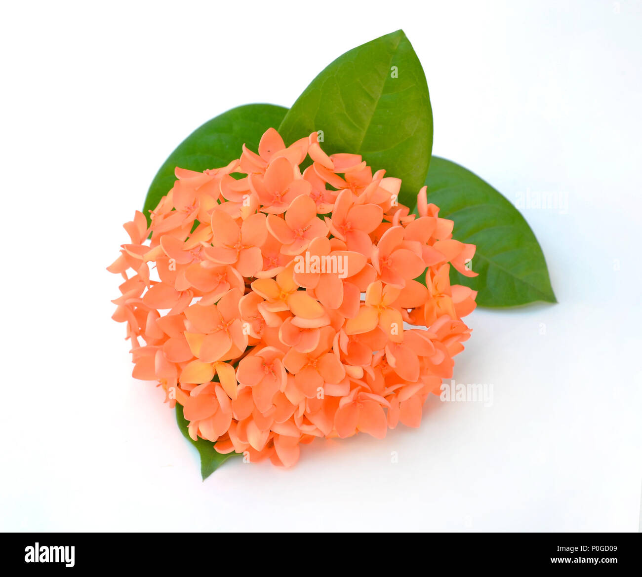 Beautiful orange flower spike isolated on white background Stock Photo ...