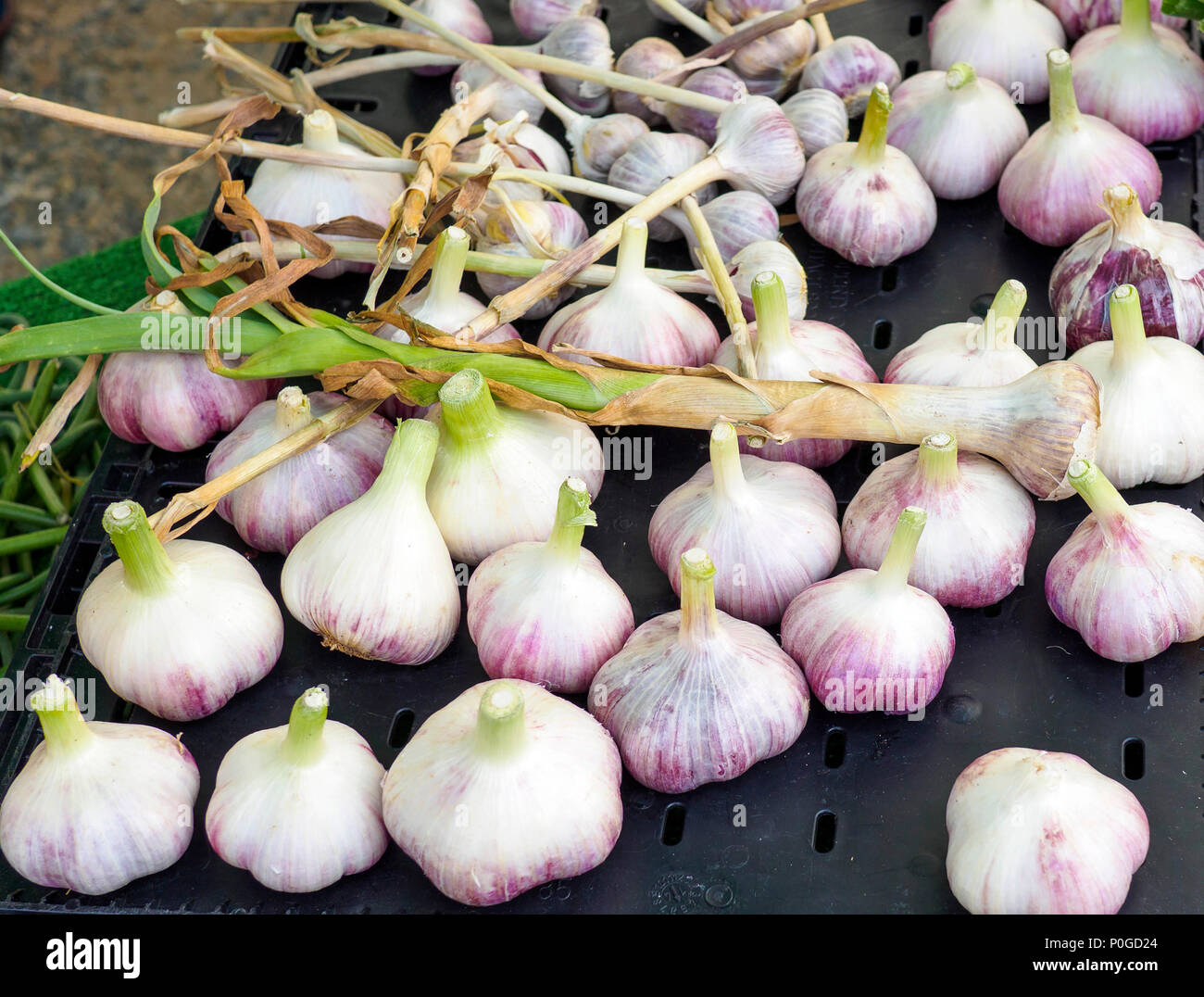 Garlic with stalk hi-res stock photography and images - Alamy