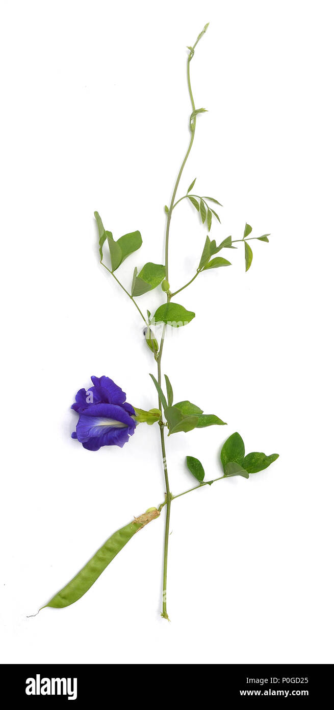 Clitoria ternatea or Aparajita flower isolated on white background ...