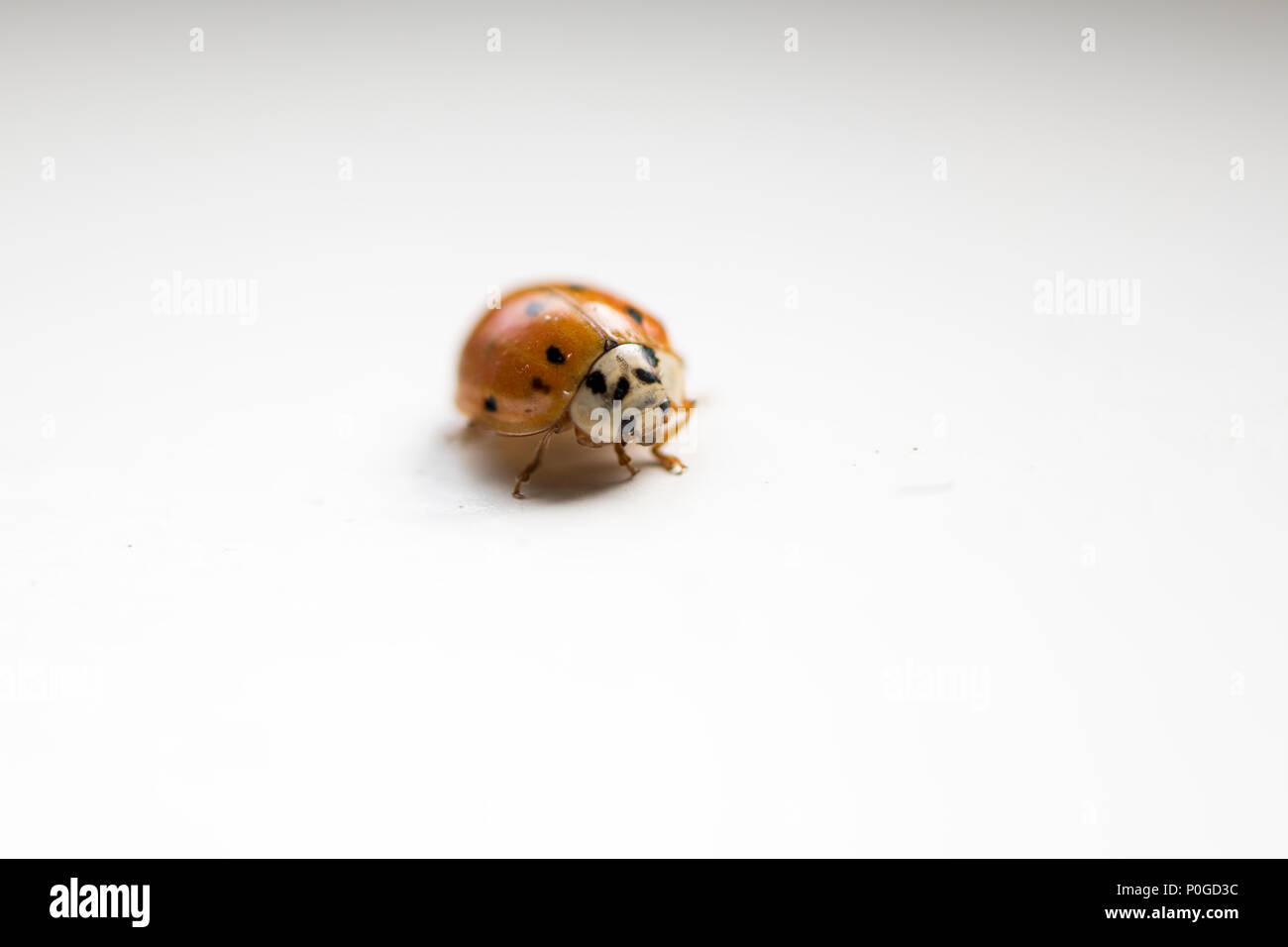 Orange ladybug with black spots hi-res stock photography and images - Alamy
