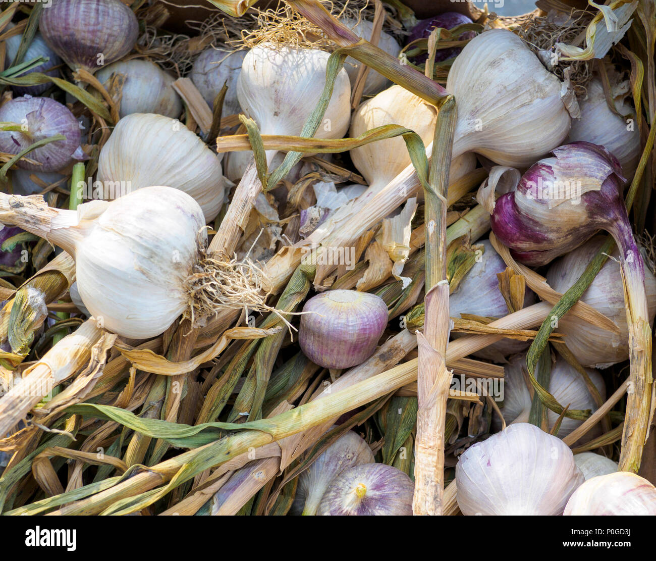 Bunches of Garlic and stalks Stock Photo - Alamy