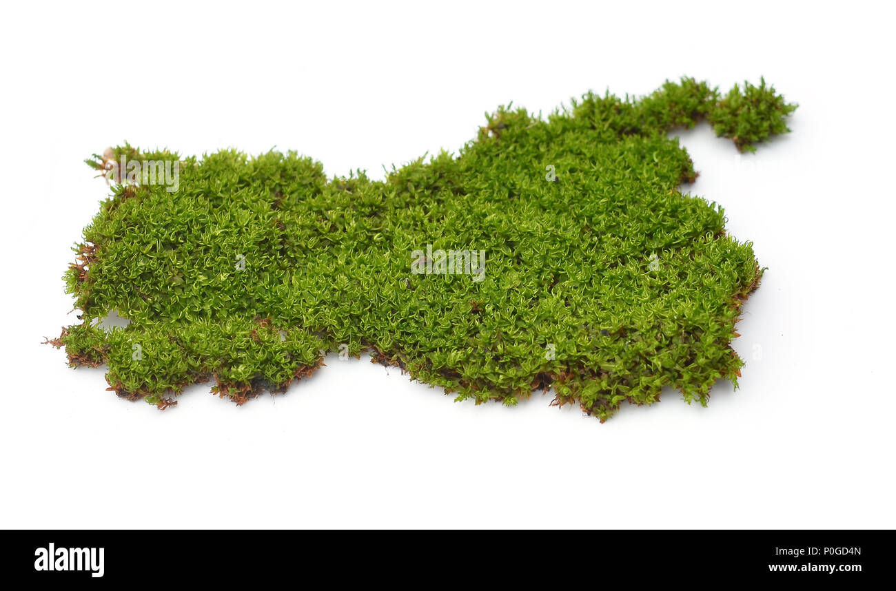 Green moss on white background Stock Photo - Alamy