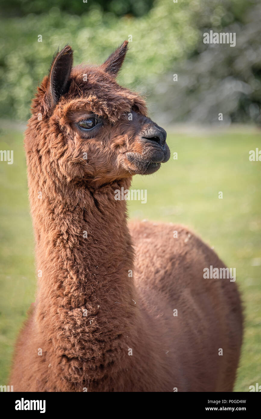 A close up vertical upright photo of the head and neck of an alpaca ...