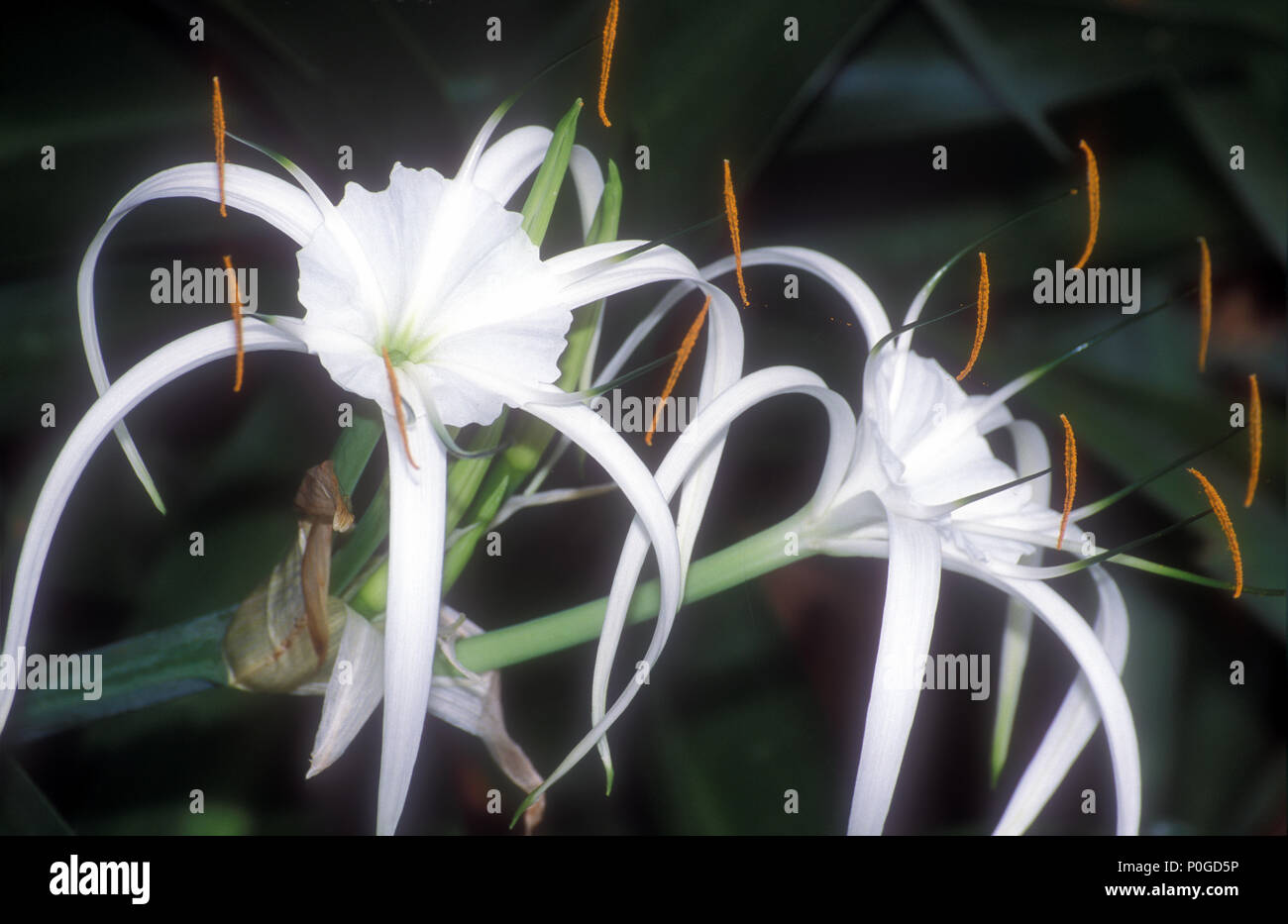 HYMENOCALLIS LITTORALIS (COMMON NAMES, SPIDER FLOWERS, ISMENE, SPIDER ...