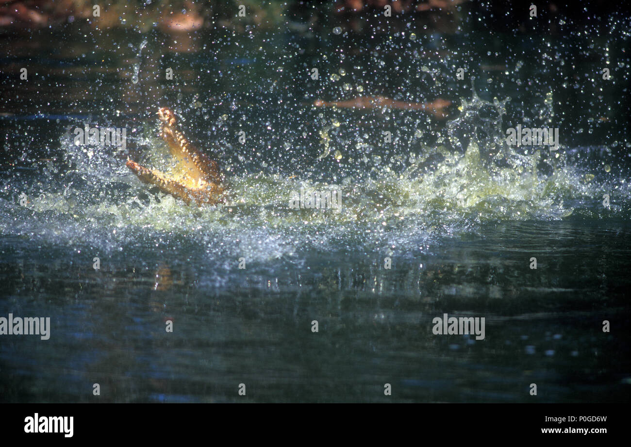 Thrashing hi-res stock photography and images - Alamy