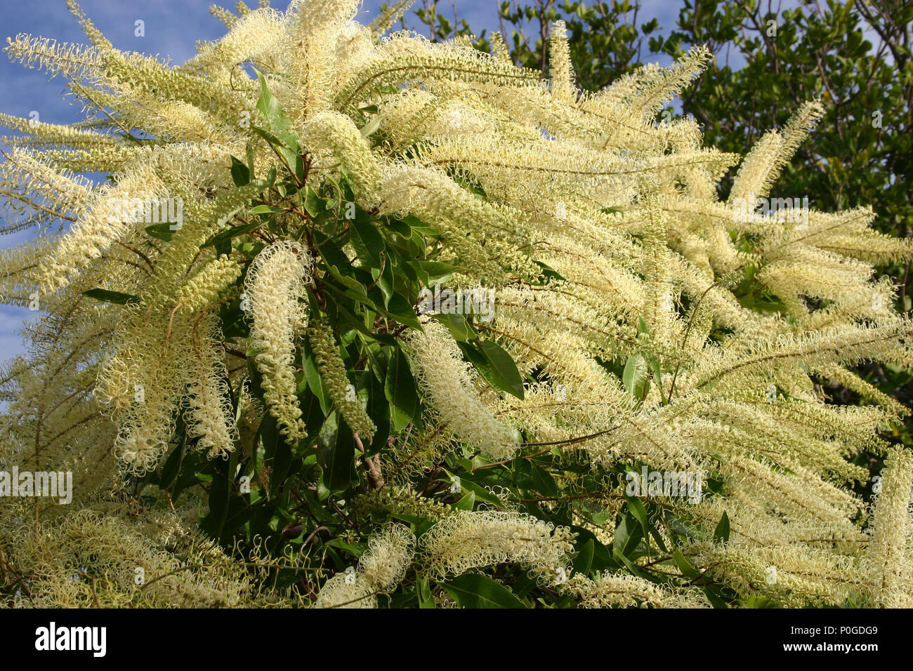 BUCKINGHAMIA CELSISSIMA (IVORY CURL TREE) QUEENSLAND, AUSTRALIA Stock ...