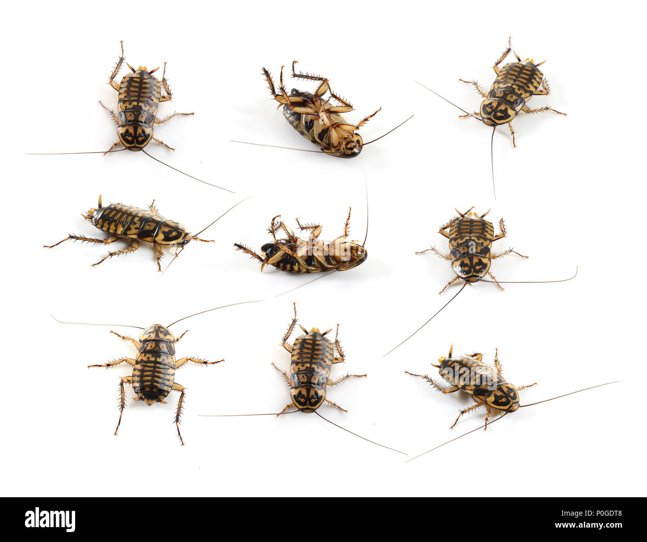 Cockroach on white background Stock Photo - Alamy