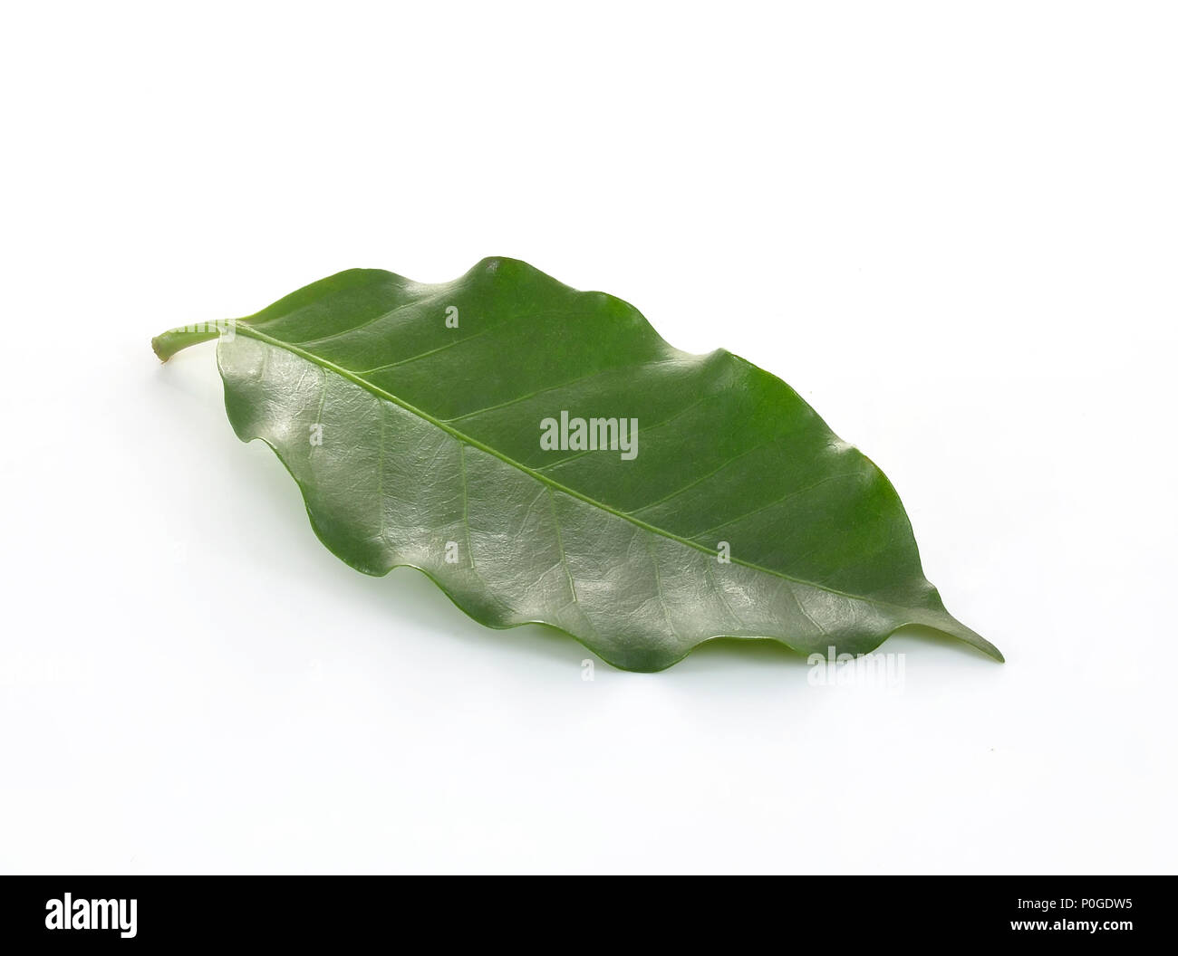 Coffee bean plant, vintage Cut Out Stock Images & Pictures - Alamy