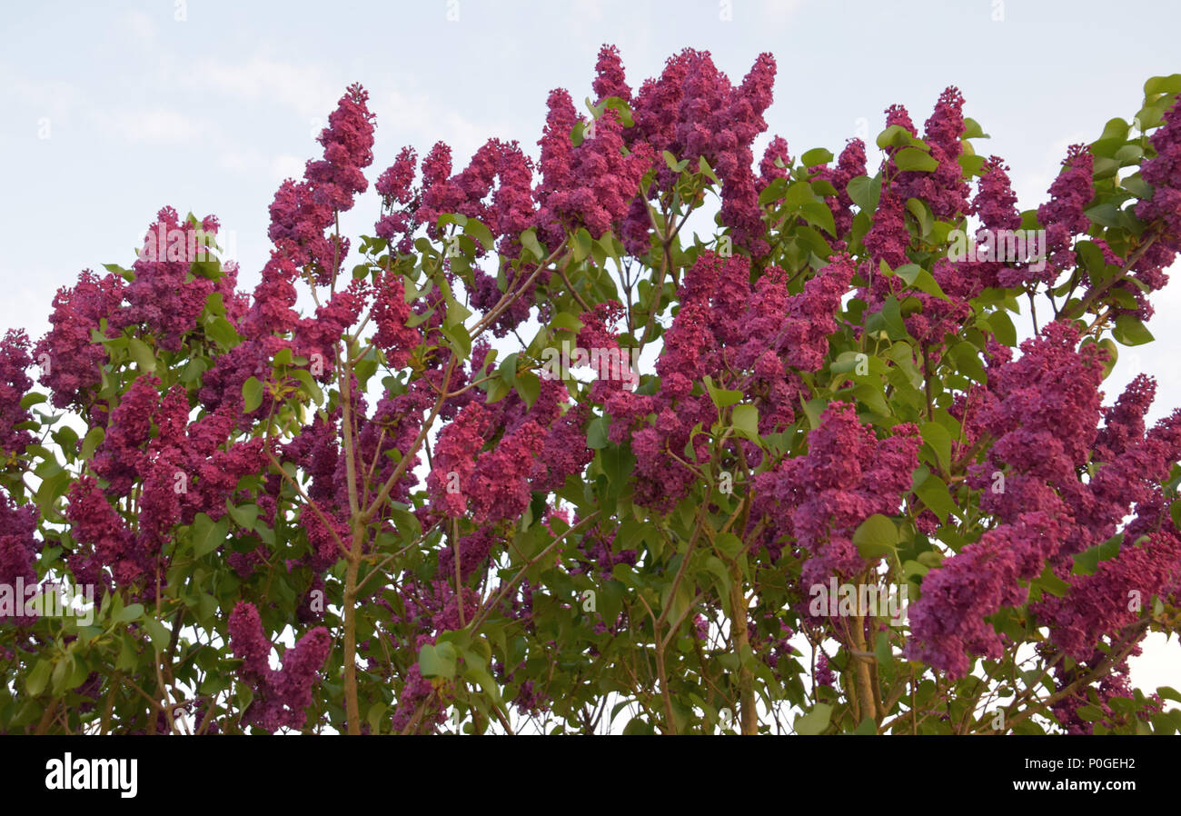 Big lilac bush in spring hi-res stock photography and images - Alamy