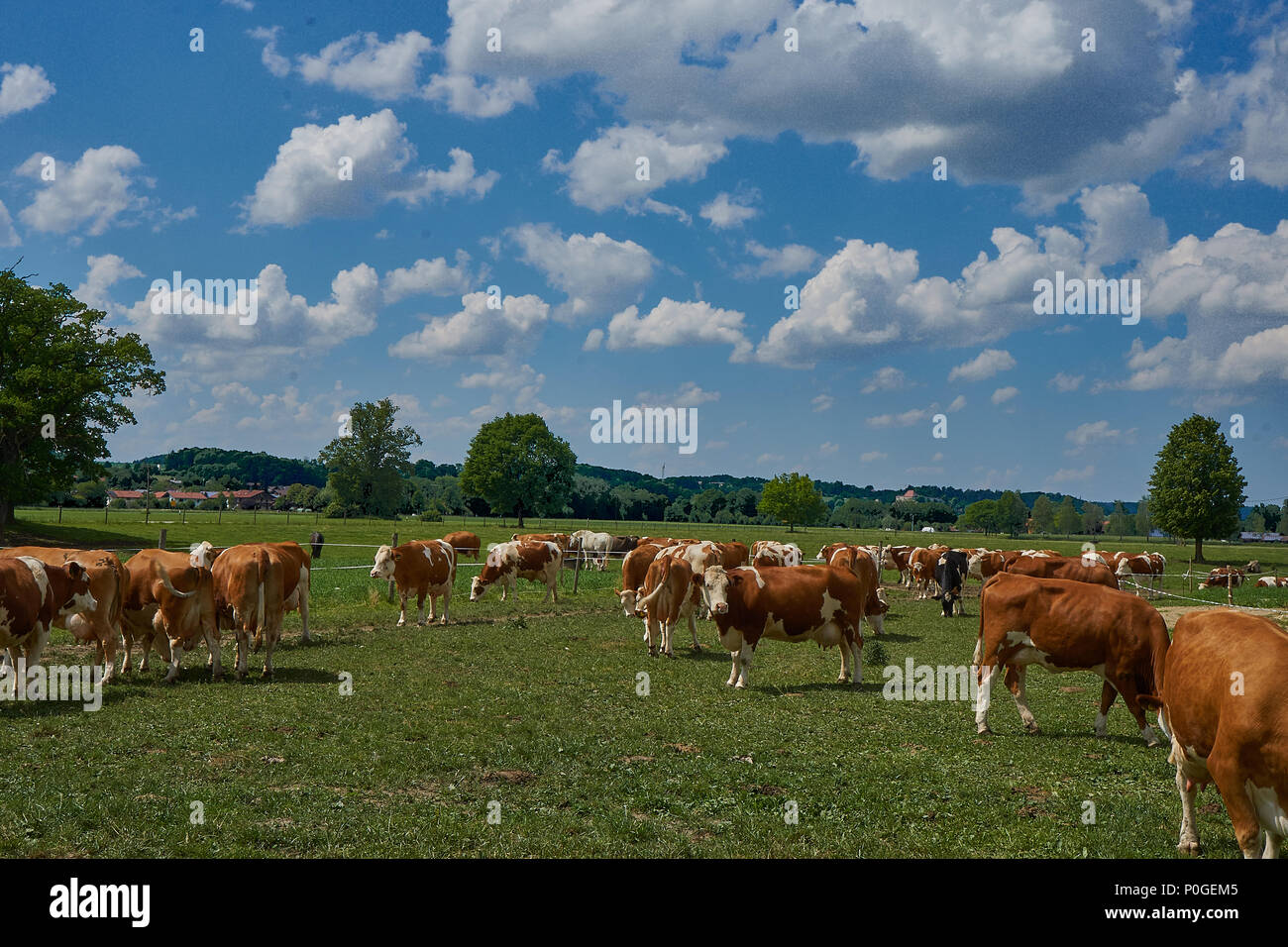 Bavaria cows walking hi-res stock photography and images - Alamy