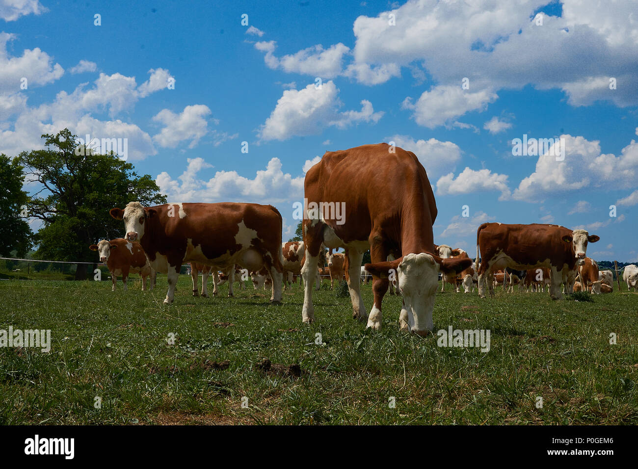Cows grazing on the green and gorgeous meadow of Europe Stock Photo - Alamy