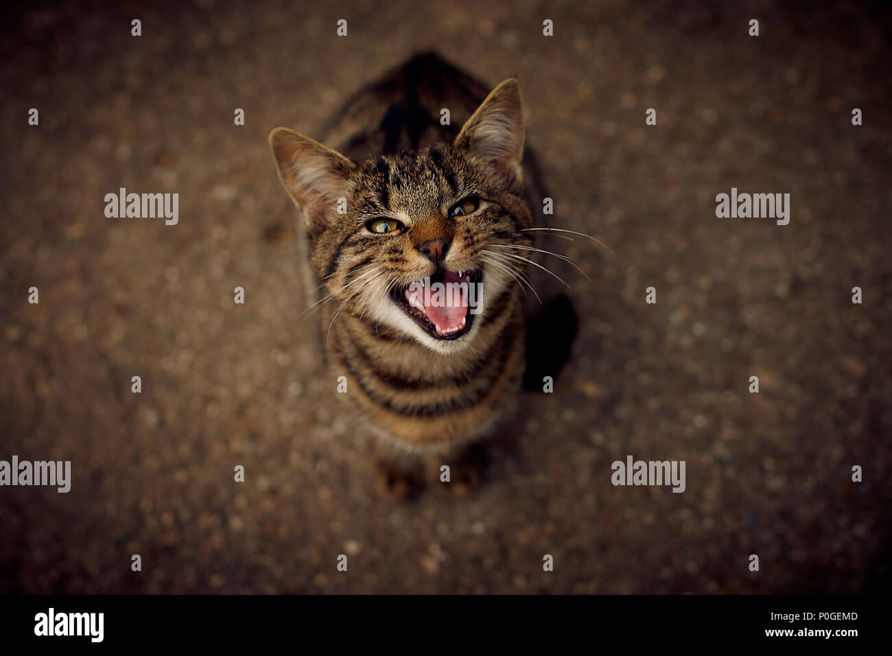 Domestic Cat Paw And Mouth High Resolution Stock Photography and Images ...