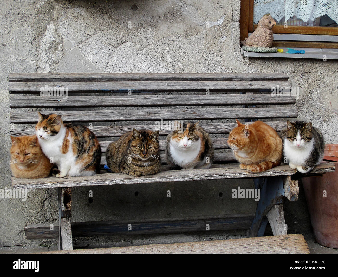 cats sitting on a bench Stock Photo - Alamy