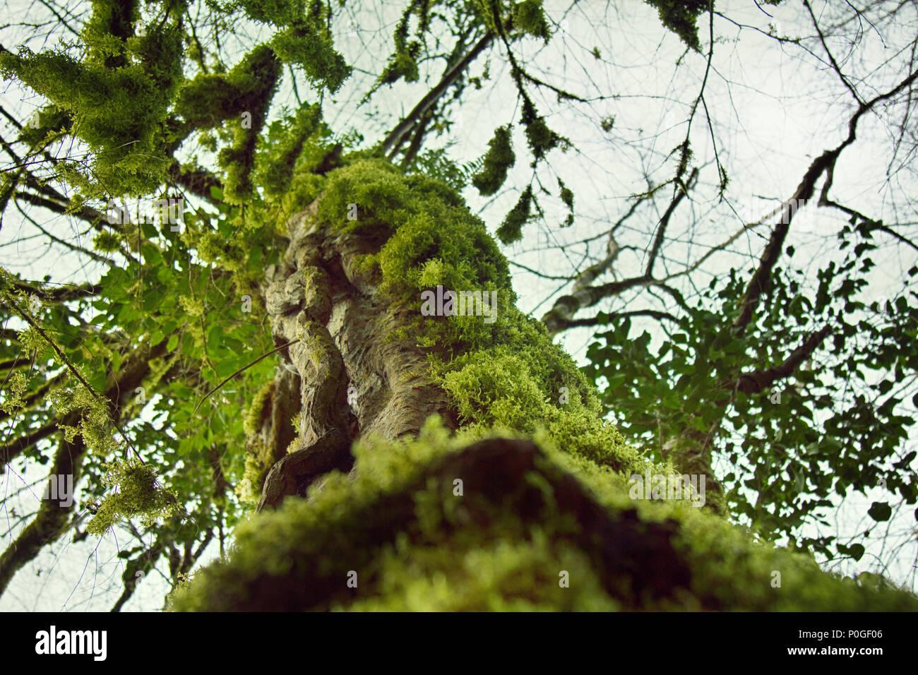 Famous Boxwood Colchis (Buxus colchica) subtropical evergreen covered ...