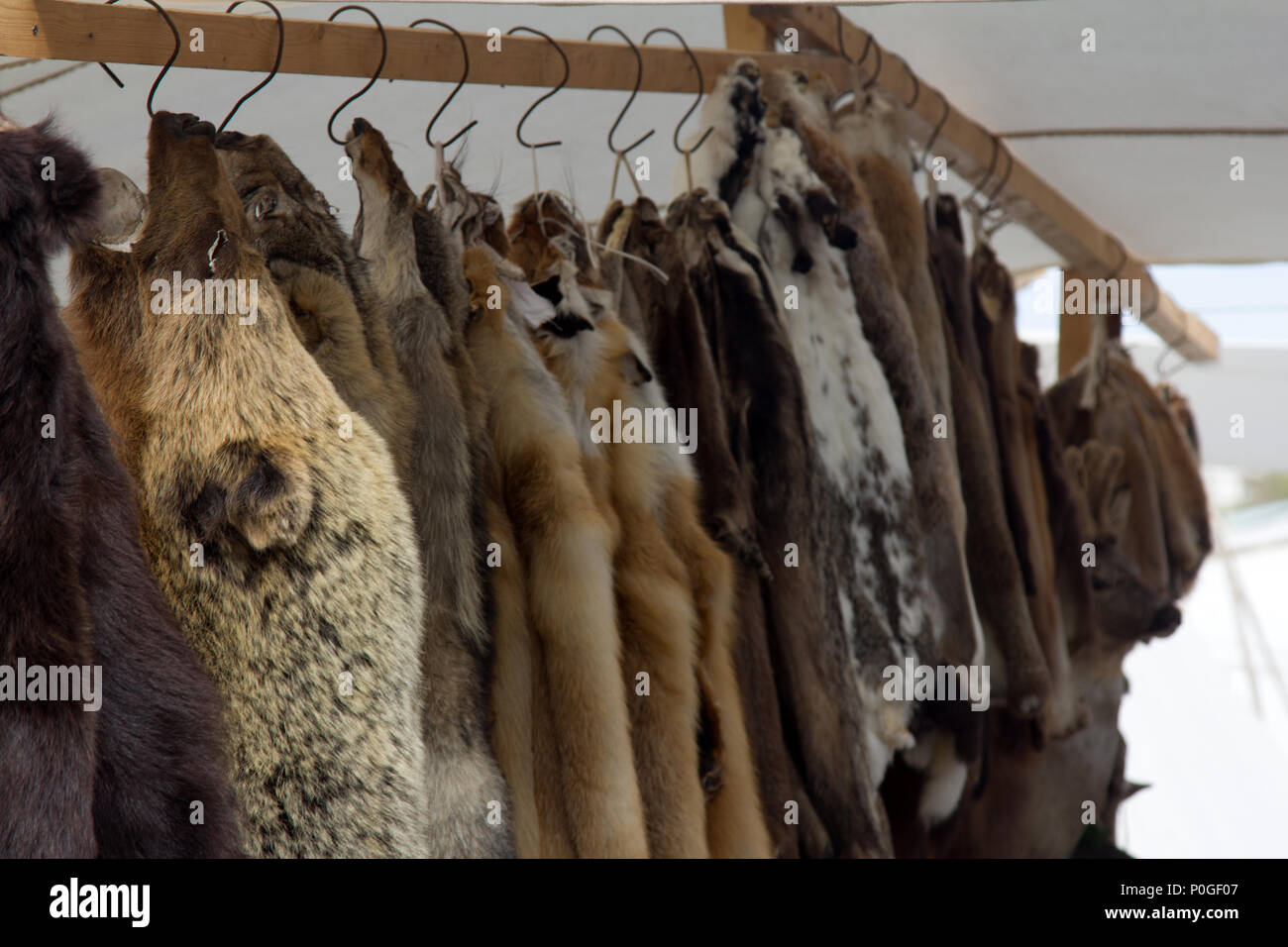 Furskins hi-res stock photography and images - Alamy