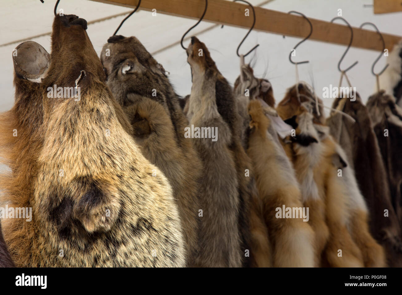 Skins (trapping) of bears, wild boars, foxes, wolves and other fur ...