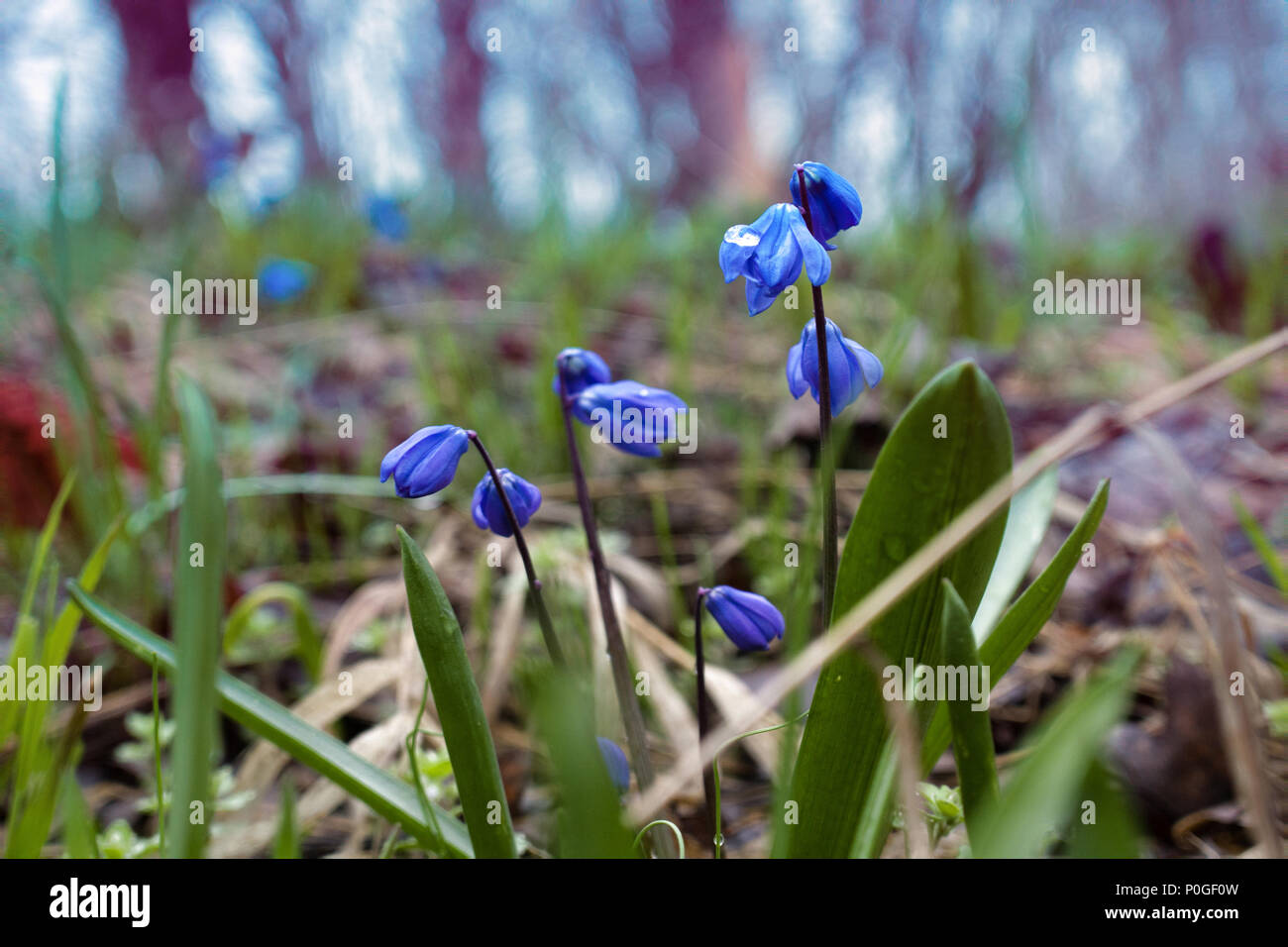 Early flowering pleasing to human eye. Blue Snowdrops in spring forest ...