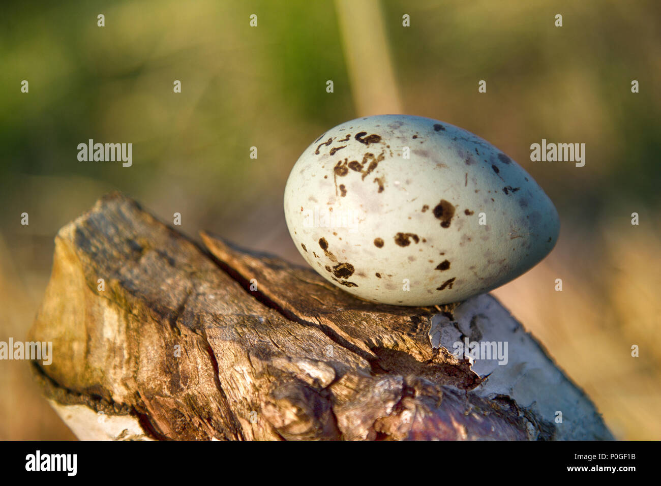mottled egg (egg of tern) on cut of tree that was gnawed by beaver ...