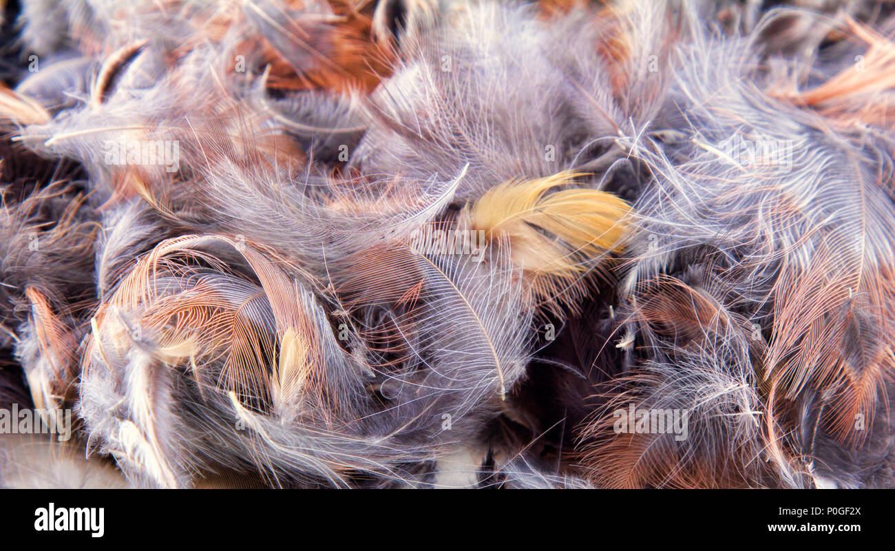 Lighter than air. Weightless feathers bright layer Stock Photo - Alamy